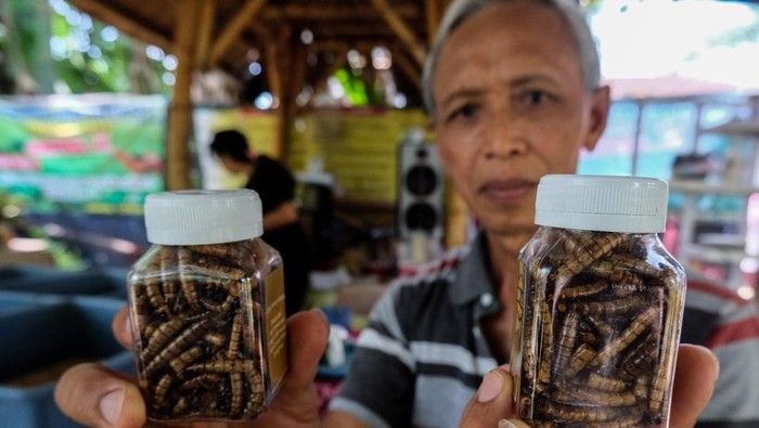 Mengenal Budidaya Ulat Jerman di Pucang Sawit, Solo: Inovasi Lokal ...