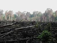 Deforestasi: Melihat Pengertian, Penyebab, dan Dampaknya