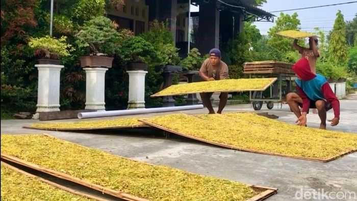 Petani Tembakau Gelisah, Pabrik Rokok Besar Hentikan Pembelian: Ancaman Nyata untuk Ekonomi Lokal